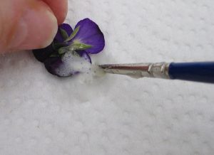 Candied or Sugared Violets: A Spectacular Garnish