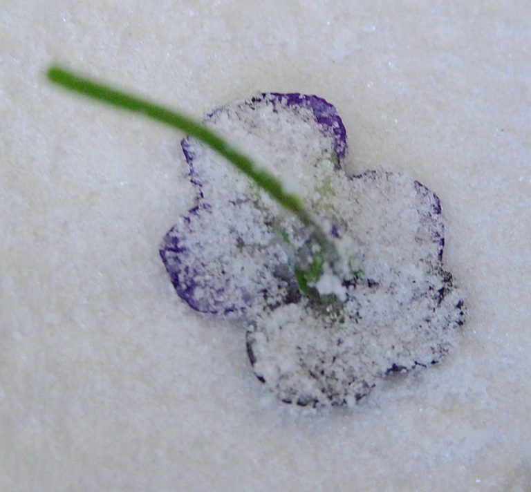 Candied or Sugared Violets: A Spectacular Garnish