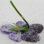 Candied or Sugared Violets: A Spectacular Garnish