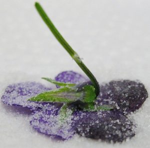 Candied or Sugared Violets: A Spectacular Garnish