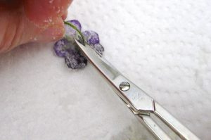 Candied or Sugared Violets: A Spectacular Garnish