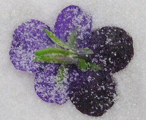 Candied or Sugared Violets: A Spectacular Garnish