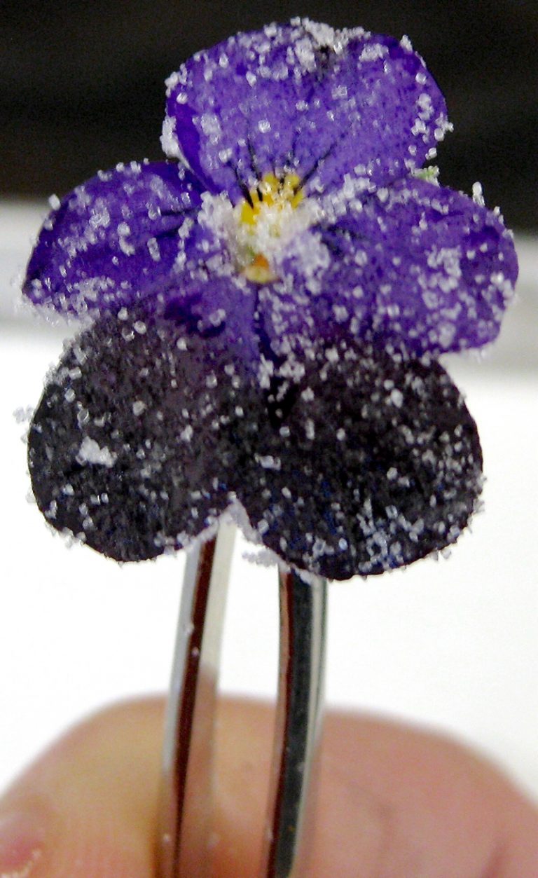 Candied or Sugared Violets: A Spectacular Garnish