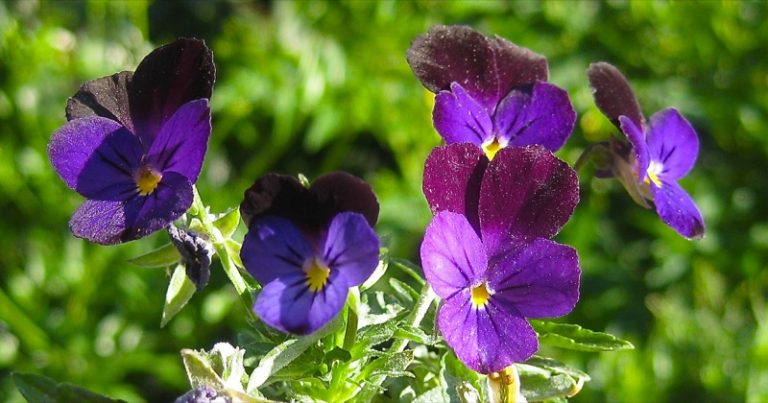 Candied or Sugared Violets: A Spectacular Garnish