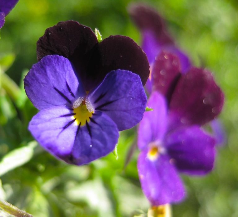 Candied or Sugared Violets: A Spectacular Garnish