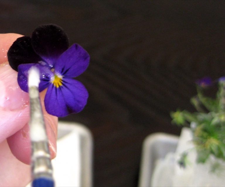 Candied or Sugared Violets: A Spectacular Garnish