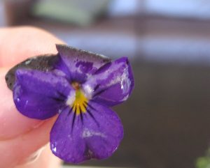 Candied or Sugared Violets: A Spectacular Garnish