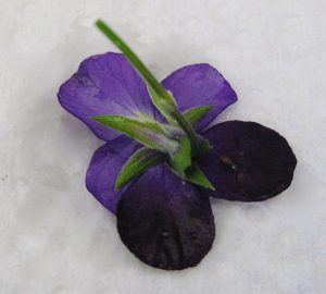Candied or Sugared Violets: A Spectacular Garnish