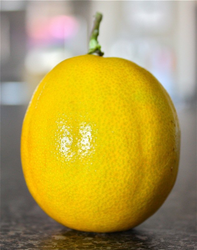 Meyer Lemon: Grown on the Canadian Prairies during our Winter! - A ...