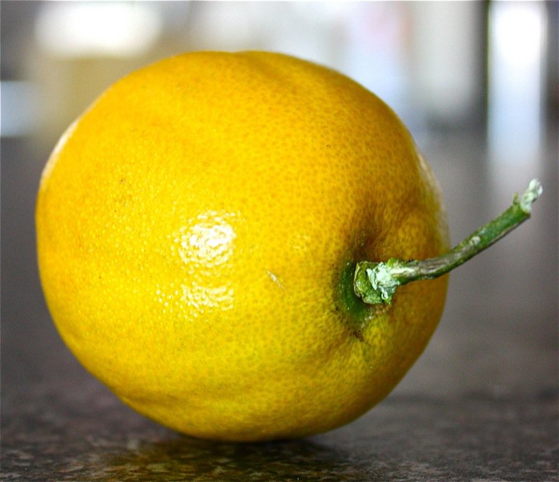 Meyer Lemon: Grown on the Canadian Prairies during our Winter! - A ...