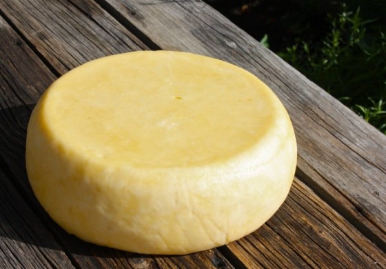 Making Welsh Caerphilly Cheese at Crazy Mare Ranch