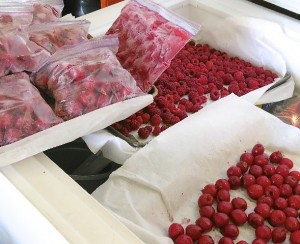 Cherry Harvest 2014: Freezing and Pitting Sour Cherries