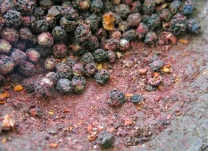 Homemade Pemmican: Cooking in the Kitchen with Chef Shane Chartrand of ...