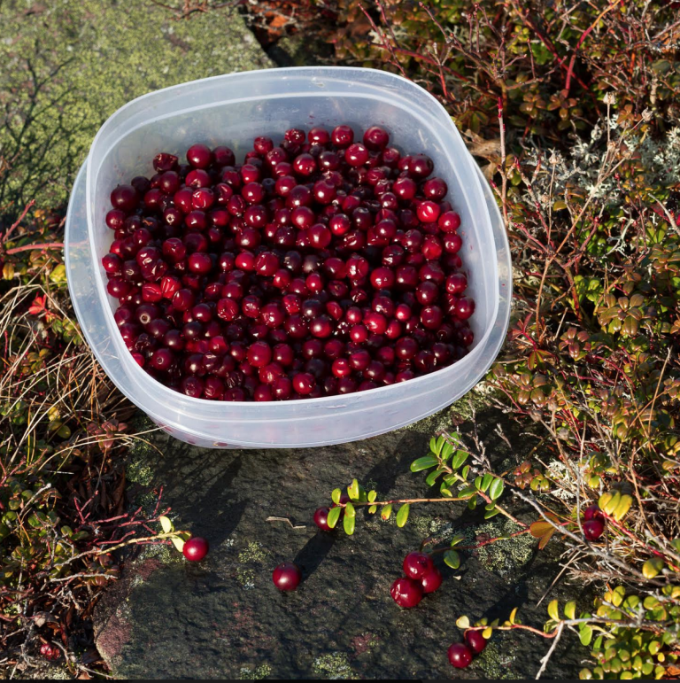 Partridgeberry Jam: In the Kitchen with Emily Mardell at GetJoyfull